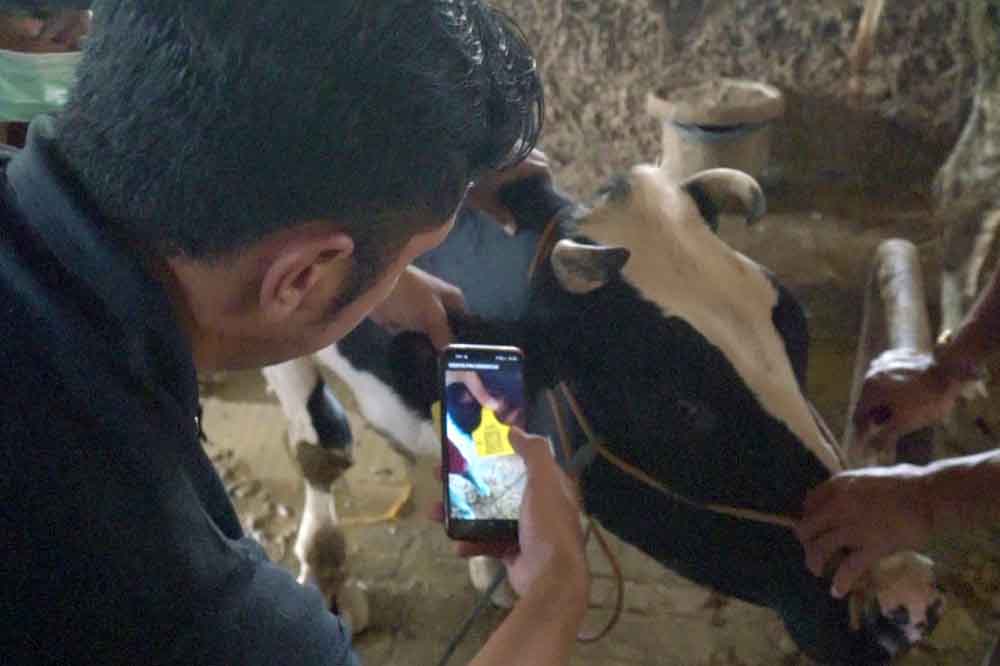 Sapi dan Kerbau di Boyolali Ditandai – Halo Semarang