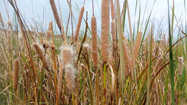 Warga Kaliwungu Kendal Resah dengan Kapas dari Tanaman Ilalang yang ...