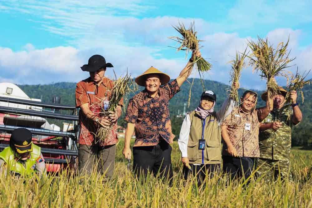 Jateng Mulai Panen Raya Padi, Diperkirakan Bisa Panen 3,35 Juta Ton ...